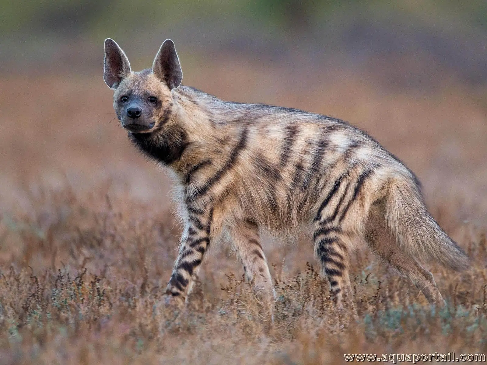 Hyaena hyaena (hyène rayée)
