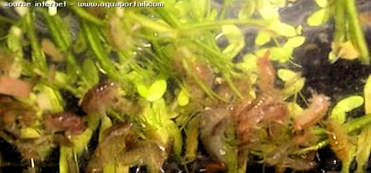 Hyalella azteca : hyalelle méxicaine