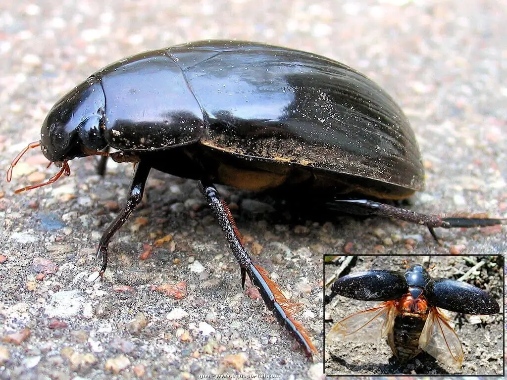 Hydrophilus piceus (grand hydrophile)
