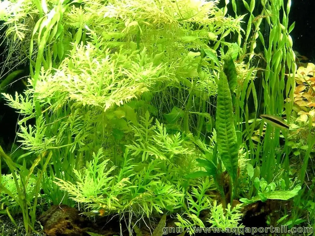 Hygrophila Guianensis