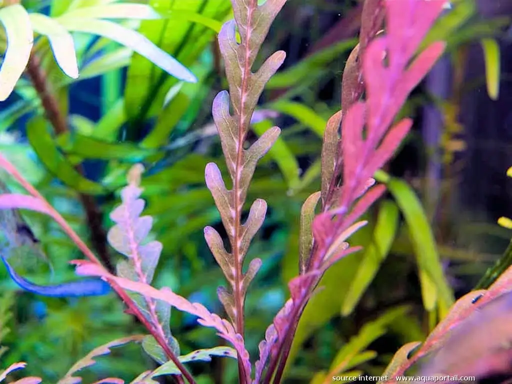 Hygrophila pinnatifida