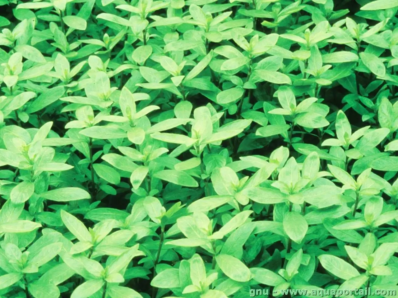 Hygrophila polysperma (hygrophile à nombreuses graines)