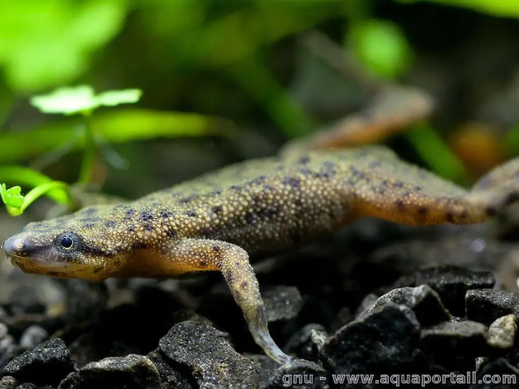 Hymenochirus boettgeri (grenouille aquarium)