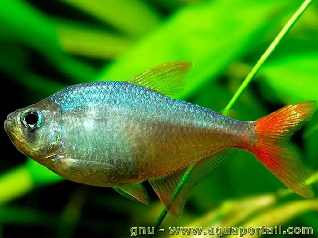 Hyphessobrycon ecuadorensis