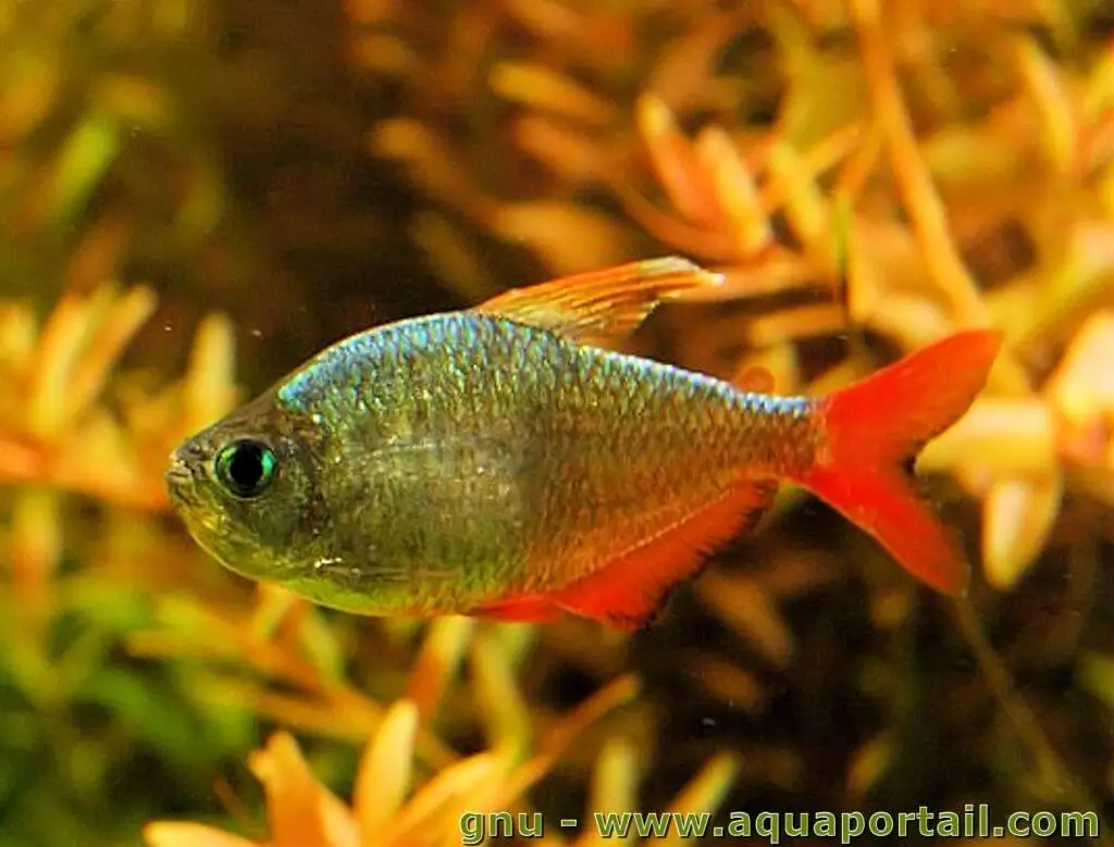 Hyphessobrycon ecuadoriensis