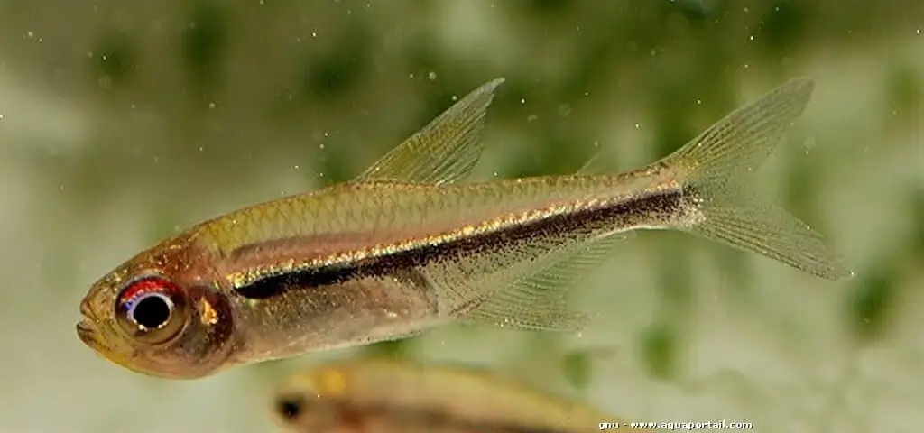 Hyphessobrycon heterorhabdus (tétra drapeau)