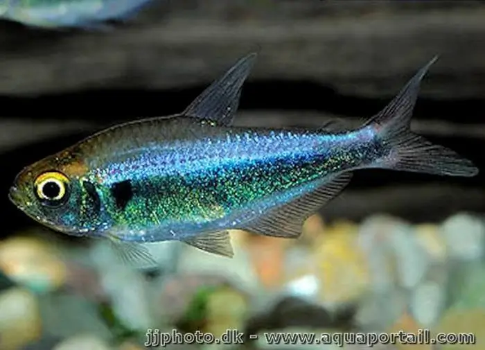 Hyphessobrycon metae (tétra pourpre)