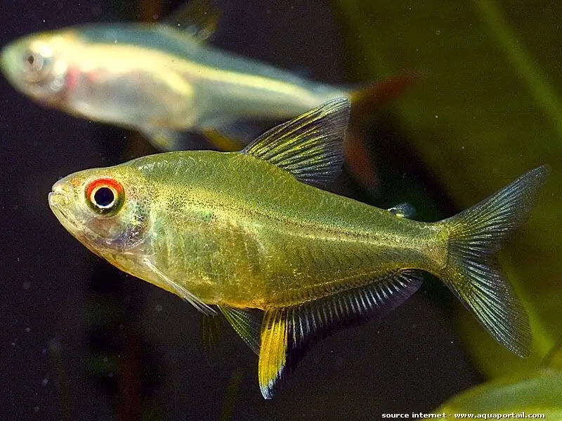 Hyphessobrycon pulchripinnis (tétra citron)