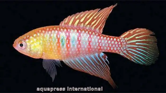 Hypsolebias shibattai