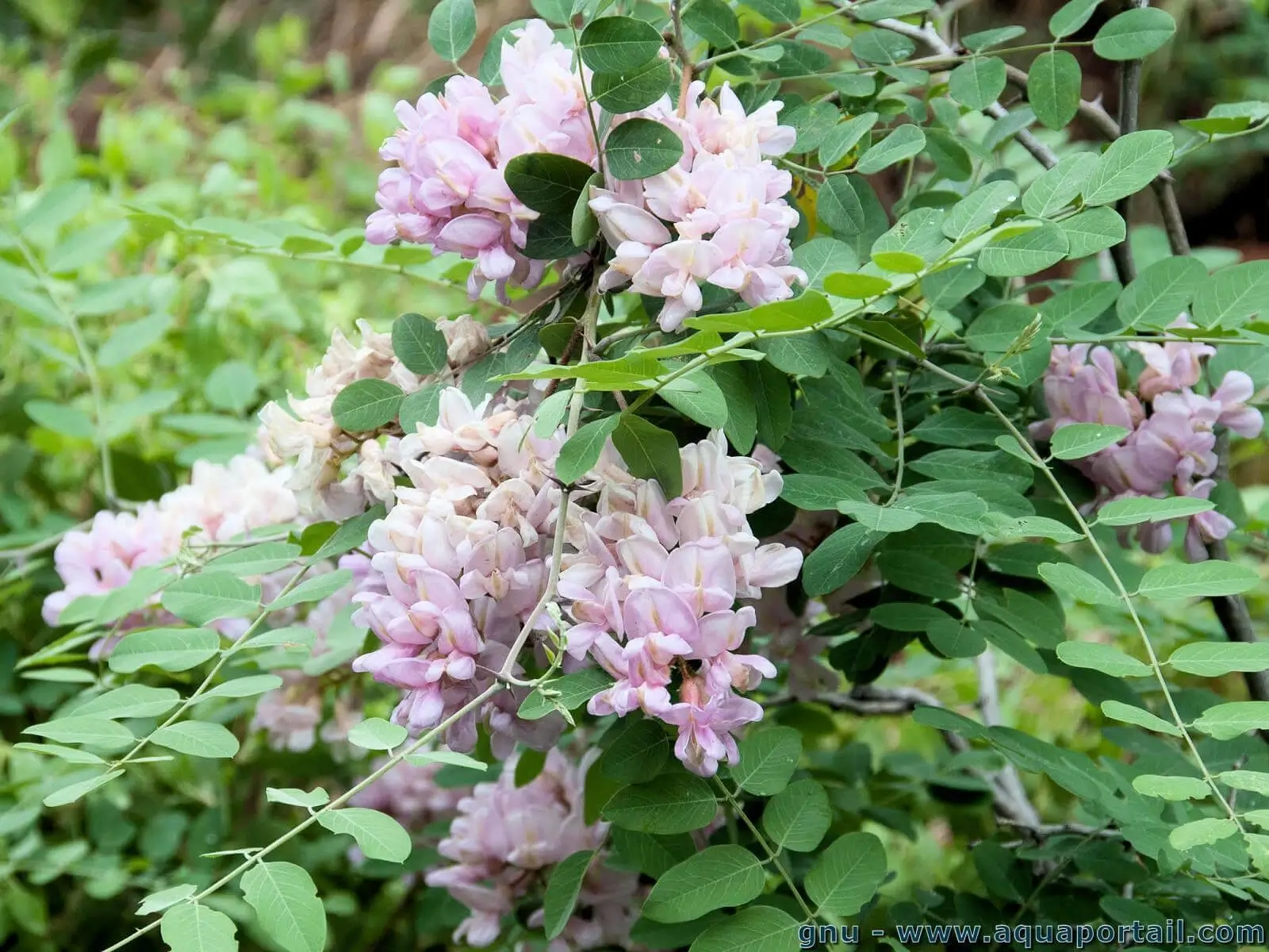 Indigofera tinctoria (indigotier)