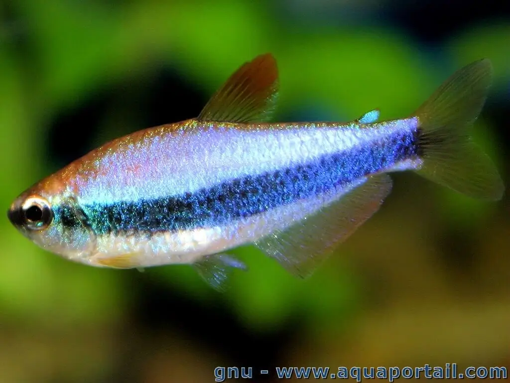 Inpaichthys kerri (tétra royal)