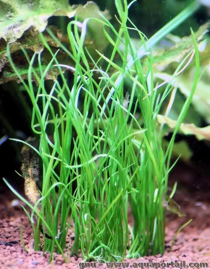 Isoetes velata (isoète à voile)