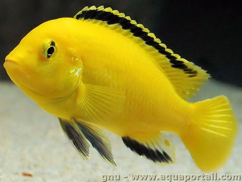 Labidochromis caeruleus (labido jaune)