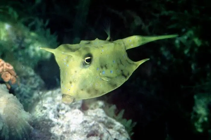 Lactoria cornuta (poisson vache)