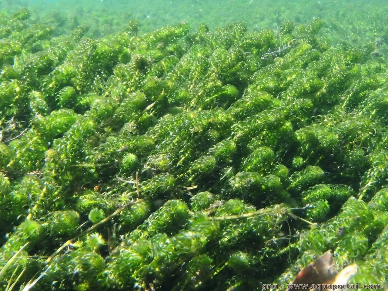 Lagarosiphon major (élodée d'Afrique)