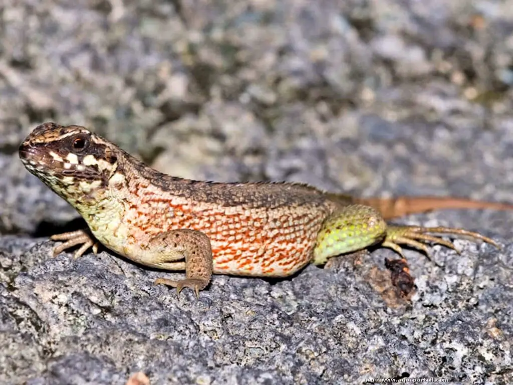 Leiocephalus personatus (iguane à queue coubée)