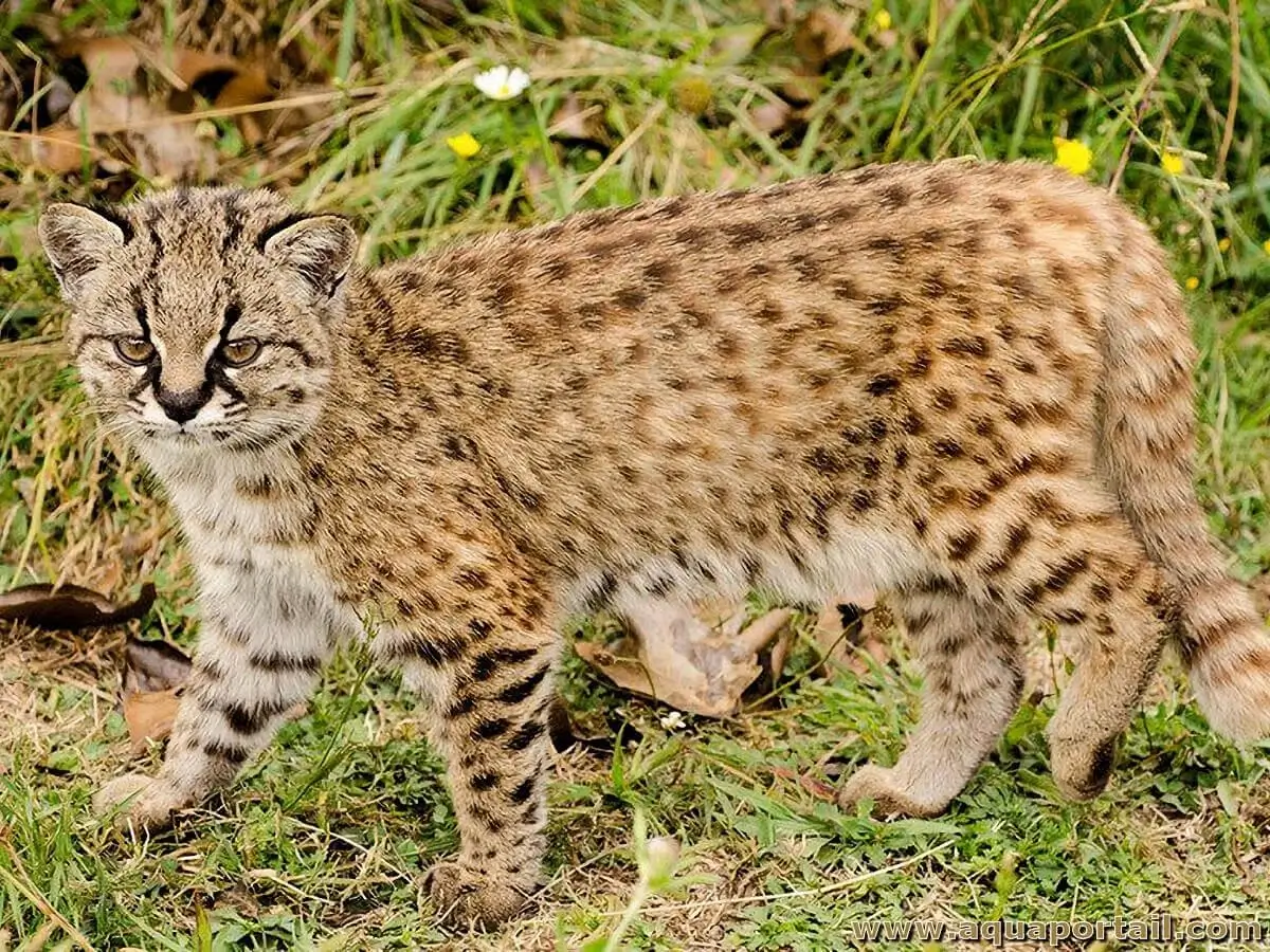 Leopardus guigna (kodkod)