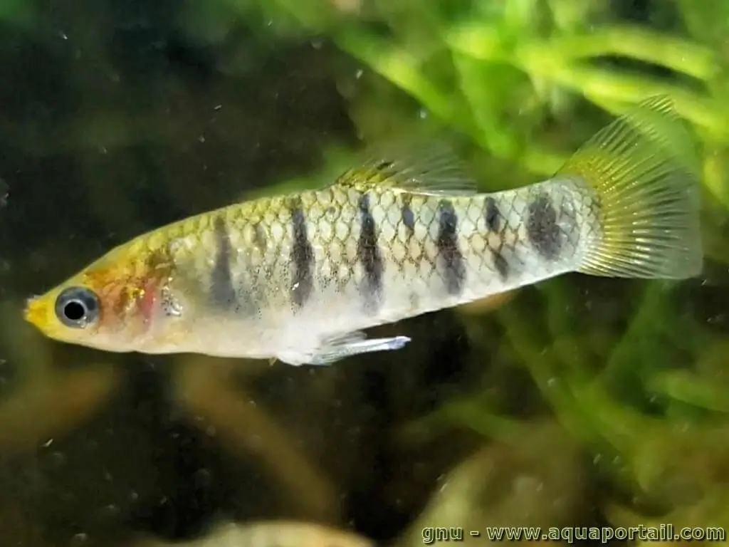 Limia islai (limia Tiger)