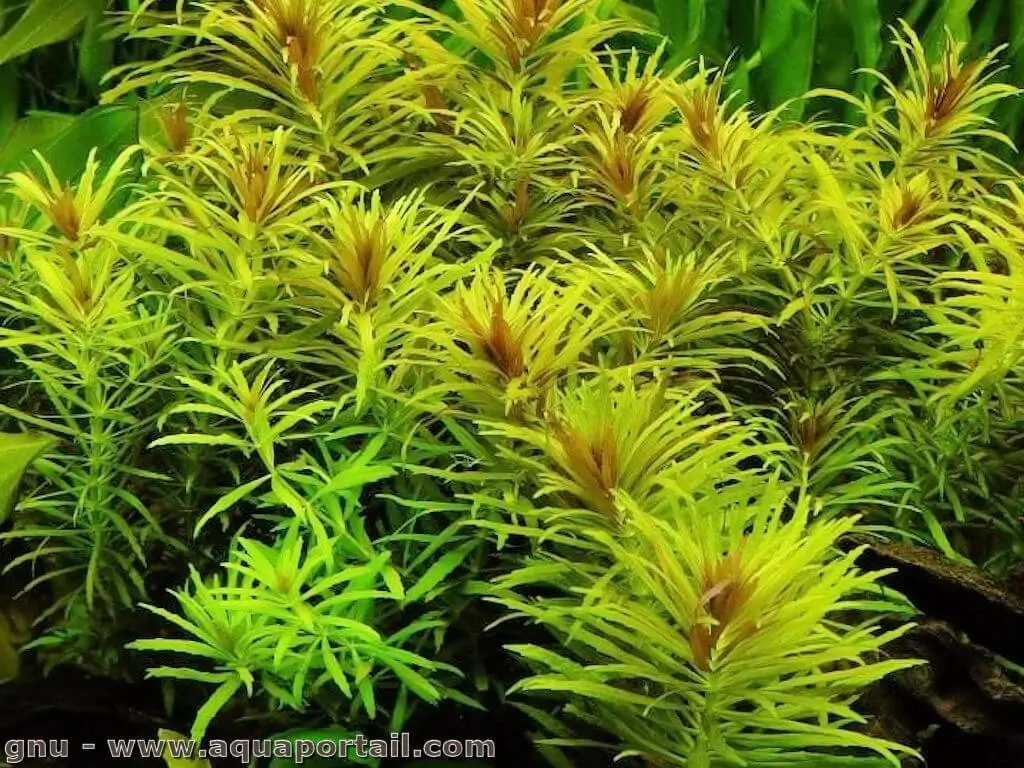 Limnophila aromatica (ambulie aromatique)