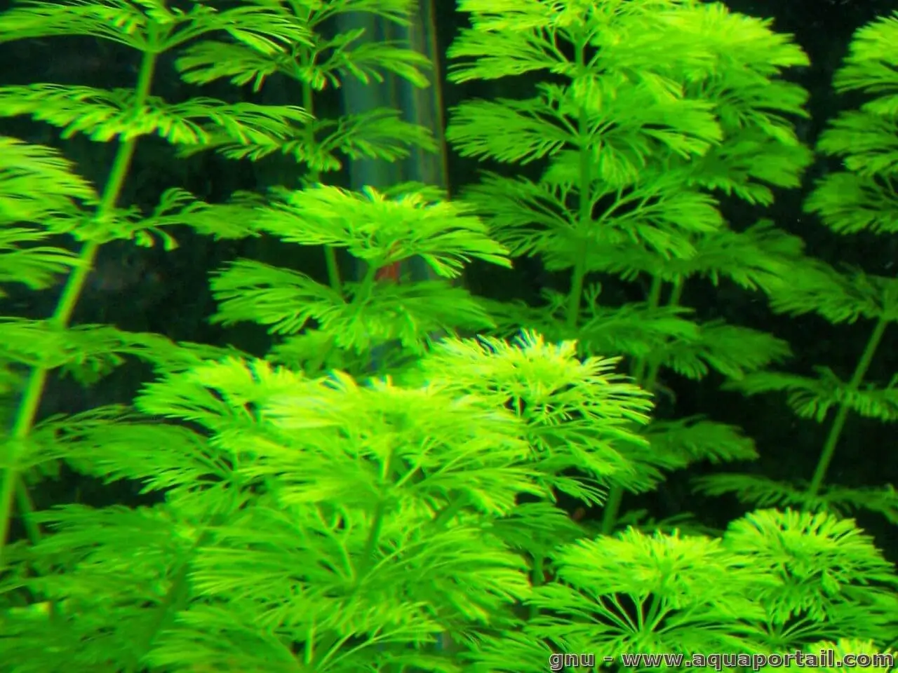 Limnophila sessiliflora (ambulie sessile)