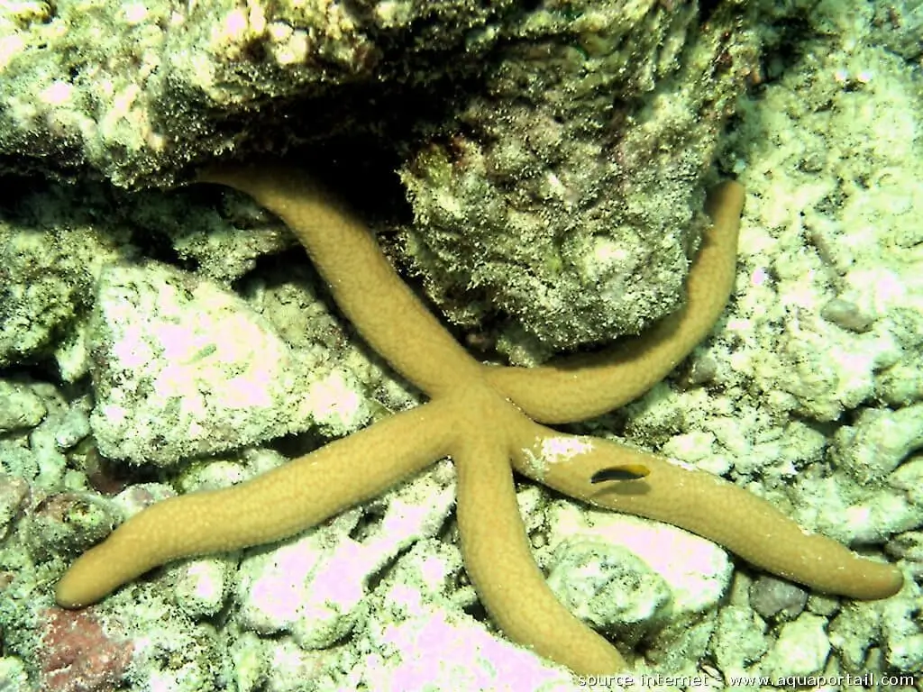 Linckia guildingi (Ophidiastérie jaune)