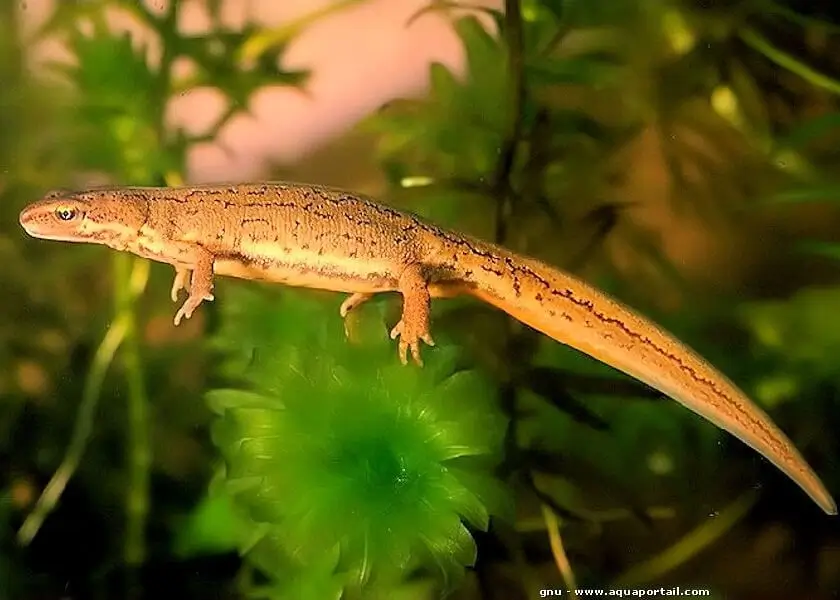 Lissotriton helveticus (triton palmé)