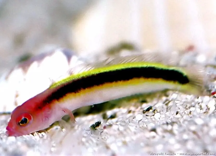 Lubbockichthys tanakai