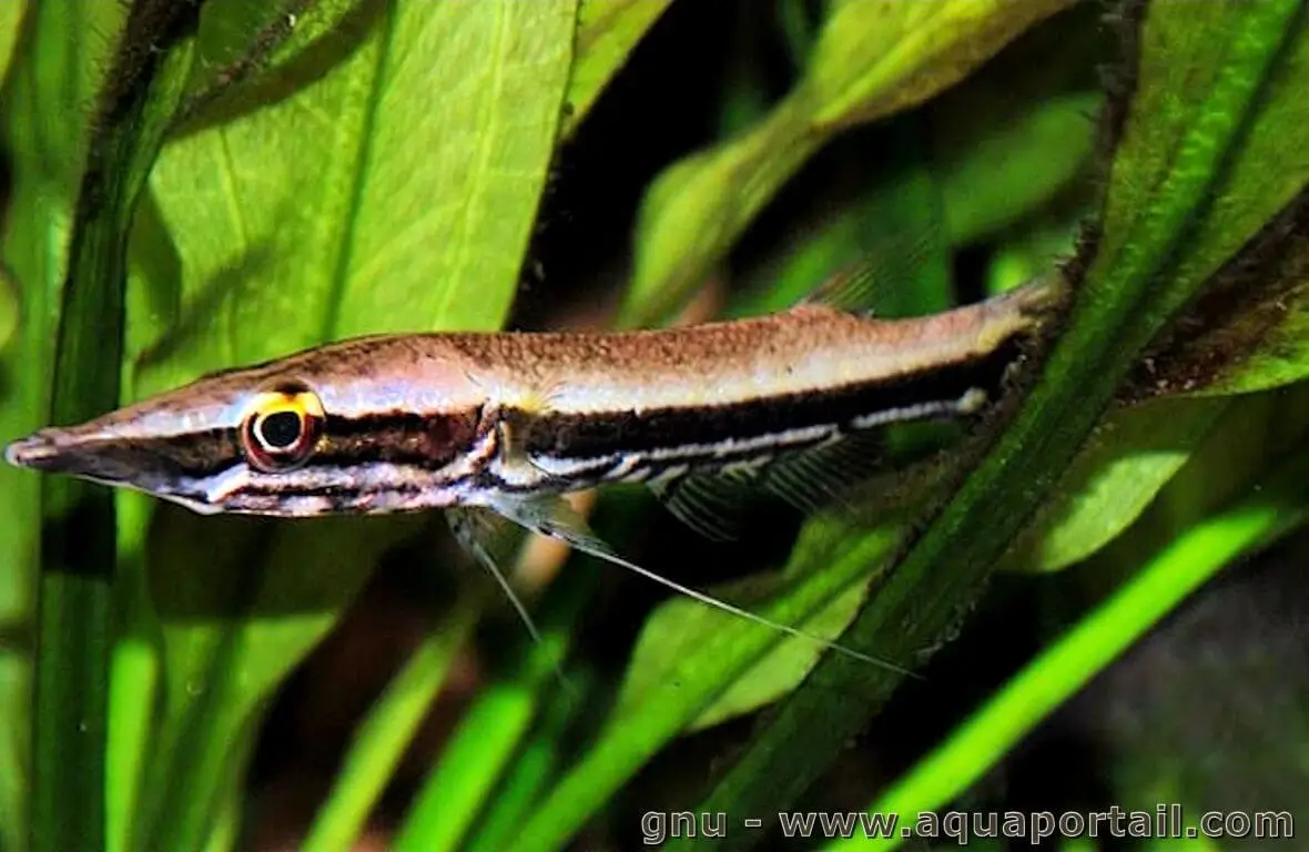 Luciocephalus pulcher (tête de brochet)