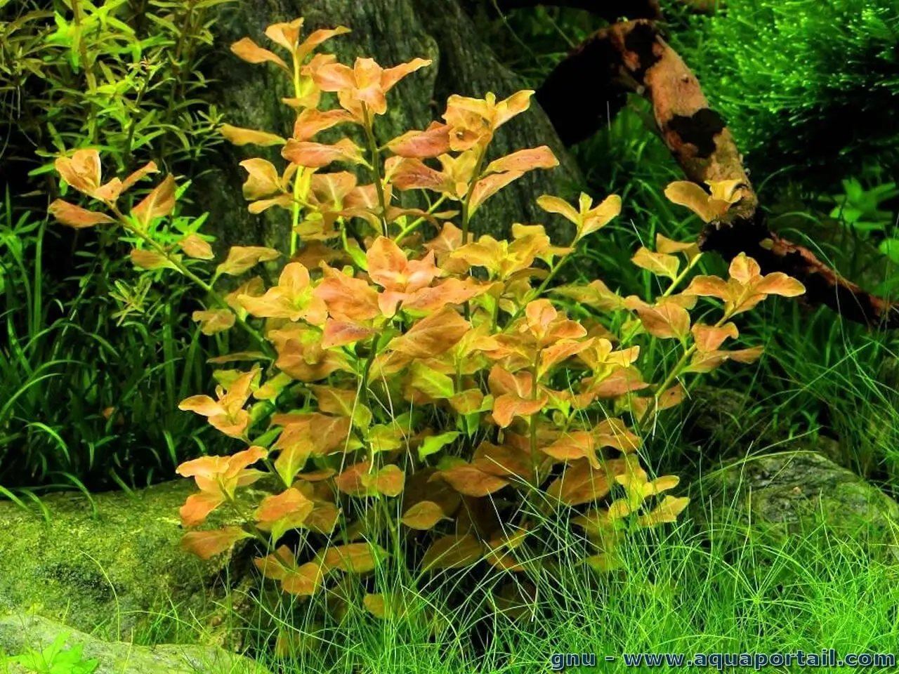 Ludwigia Ovalis