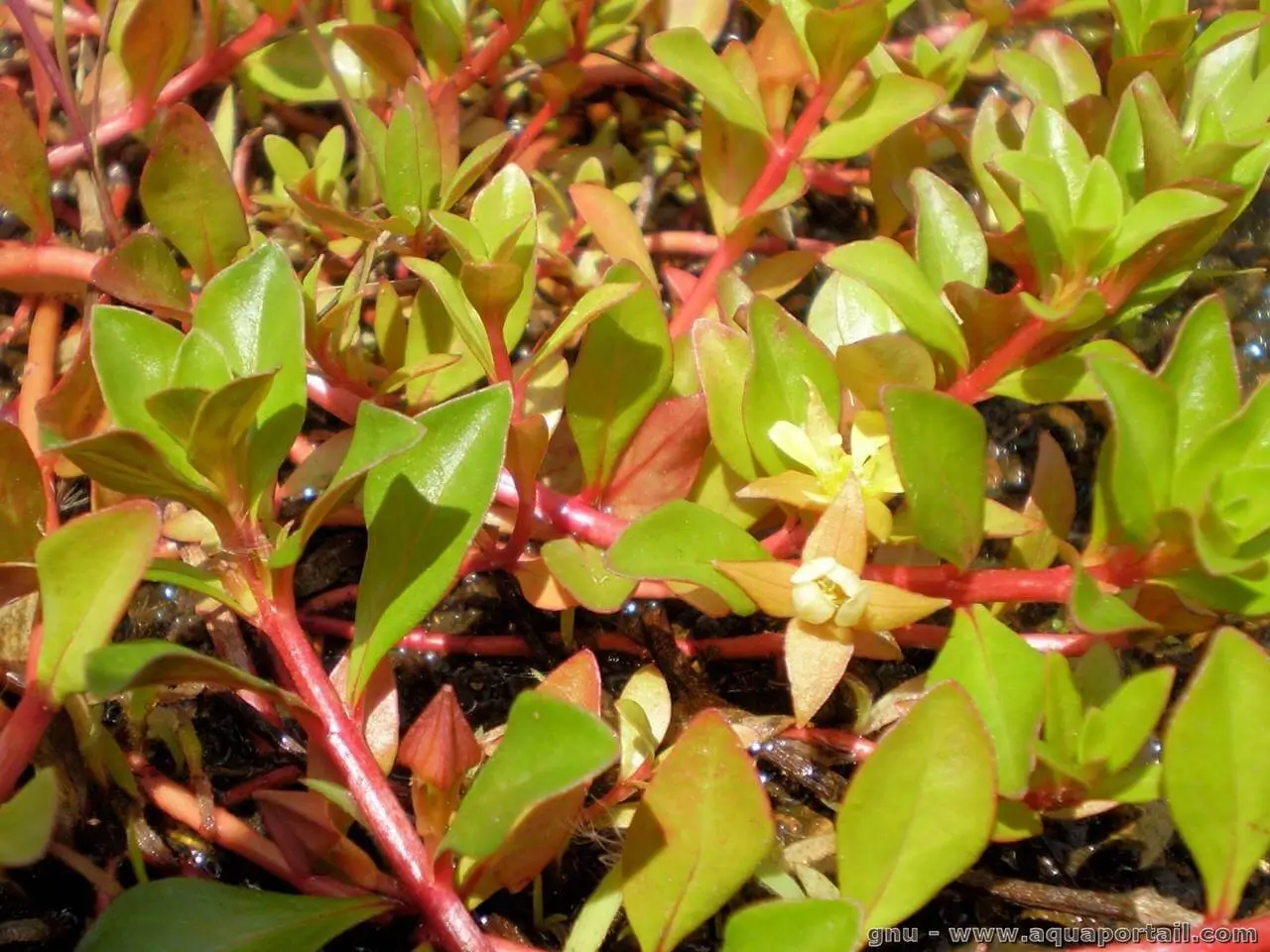 Ludwigia pulvinaris (ludwigie naine)