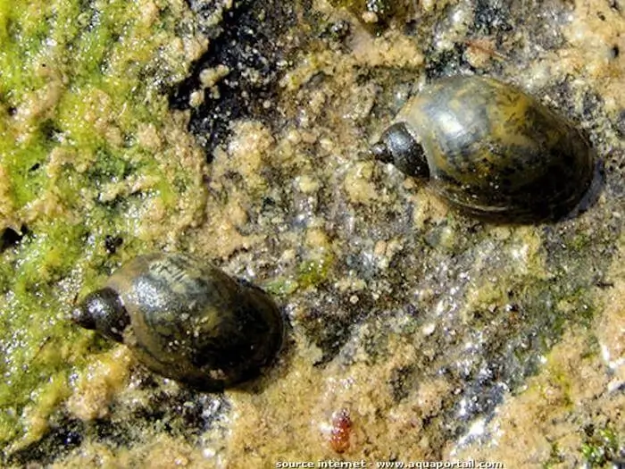 Lymnaea ovata (limnée ovale)