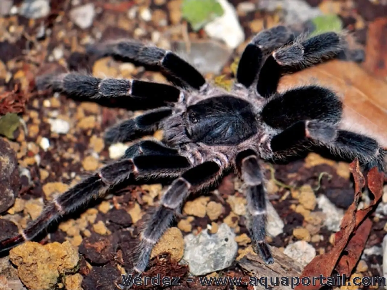 Lyrognathus giannisposatoi