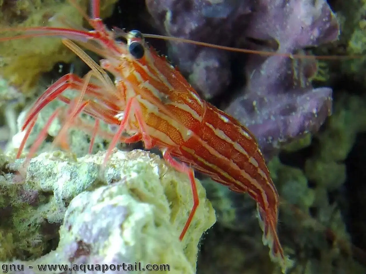 Lysmata seticaudata (crevette monégasque)