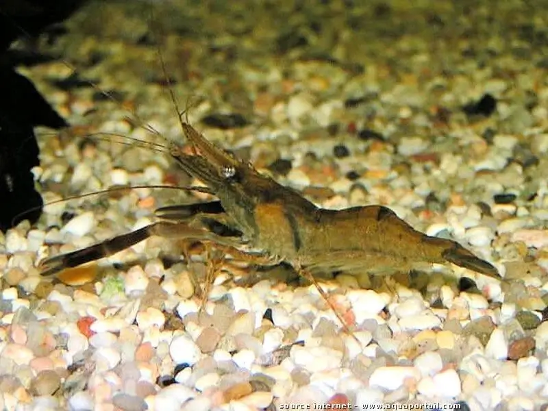 Macrobrachium rosenbergii (crevette géante)