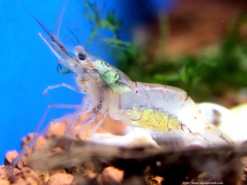 Macrobrachium lanchesteri (crevette fantôme)
