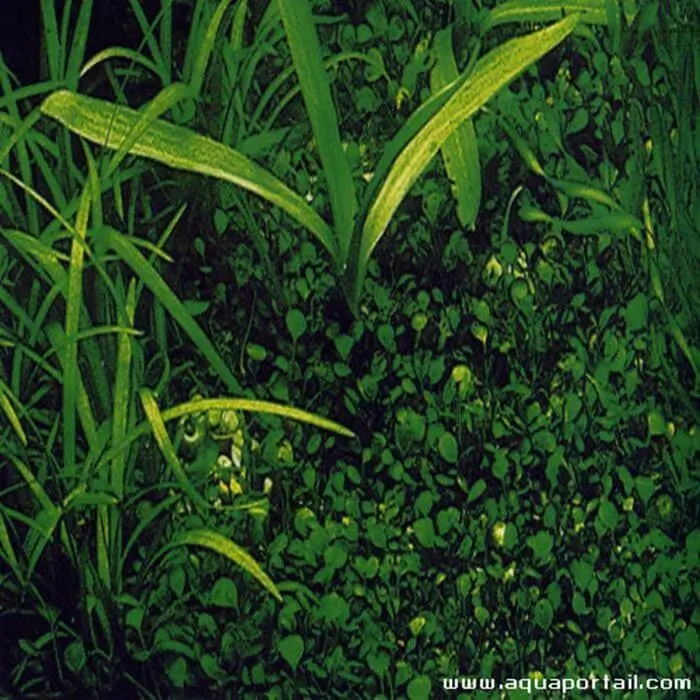 Marsilea crenata (trèfle d'eau nain)