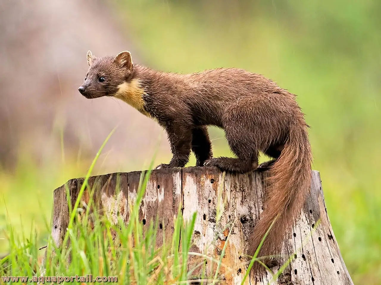 Martes martes (martre)