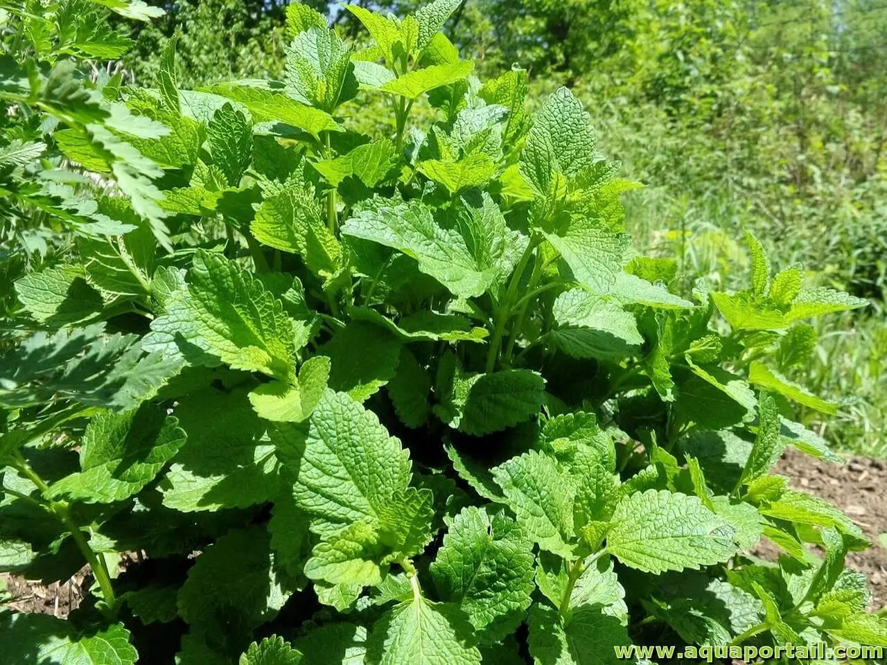 Melissa officinalis (mélisse officinale)