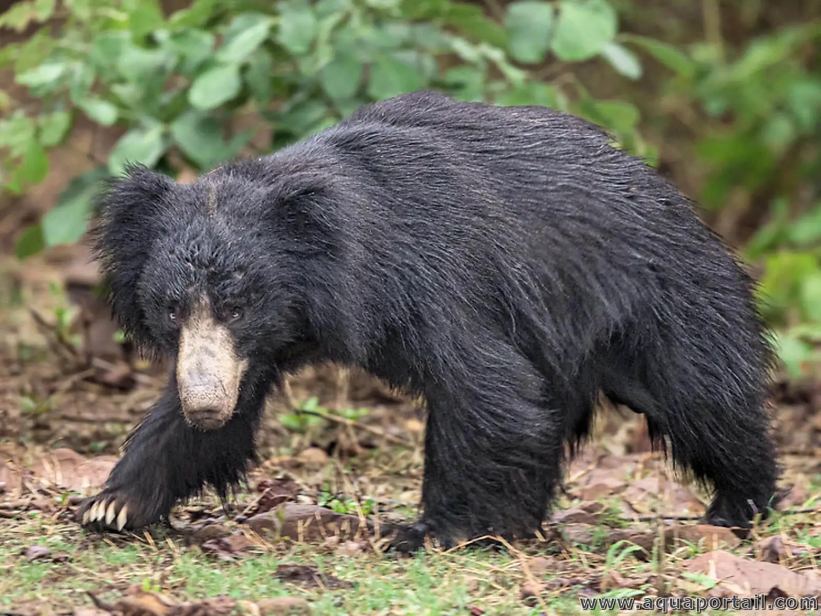 Melursus ursinus (ours lippu de l'Inde)