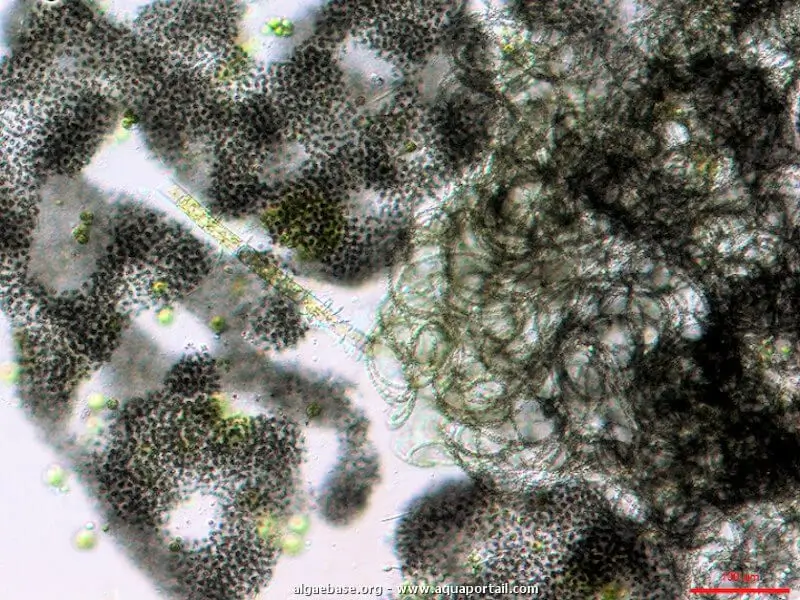 Microcystis aeruginosa (cyanobactérie d'eau douce)