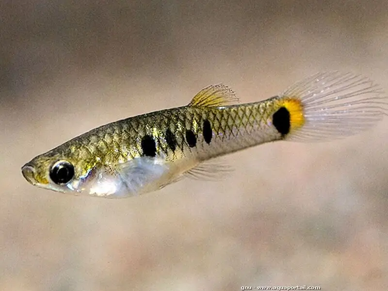Micropoecilia picta (guppy des marais)