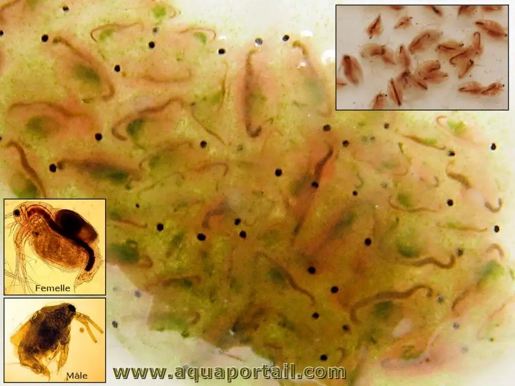 Puce d'eau : définition et explications