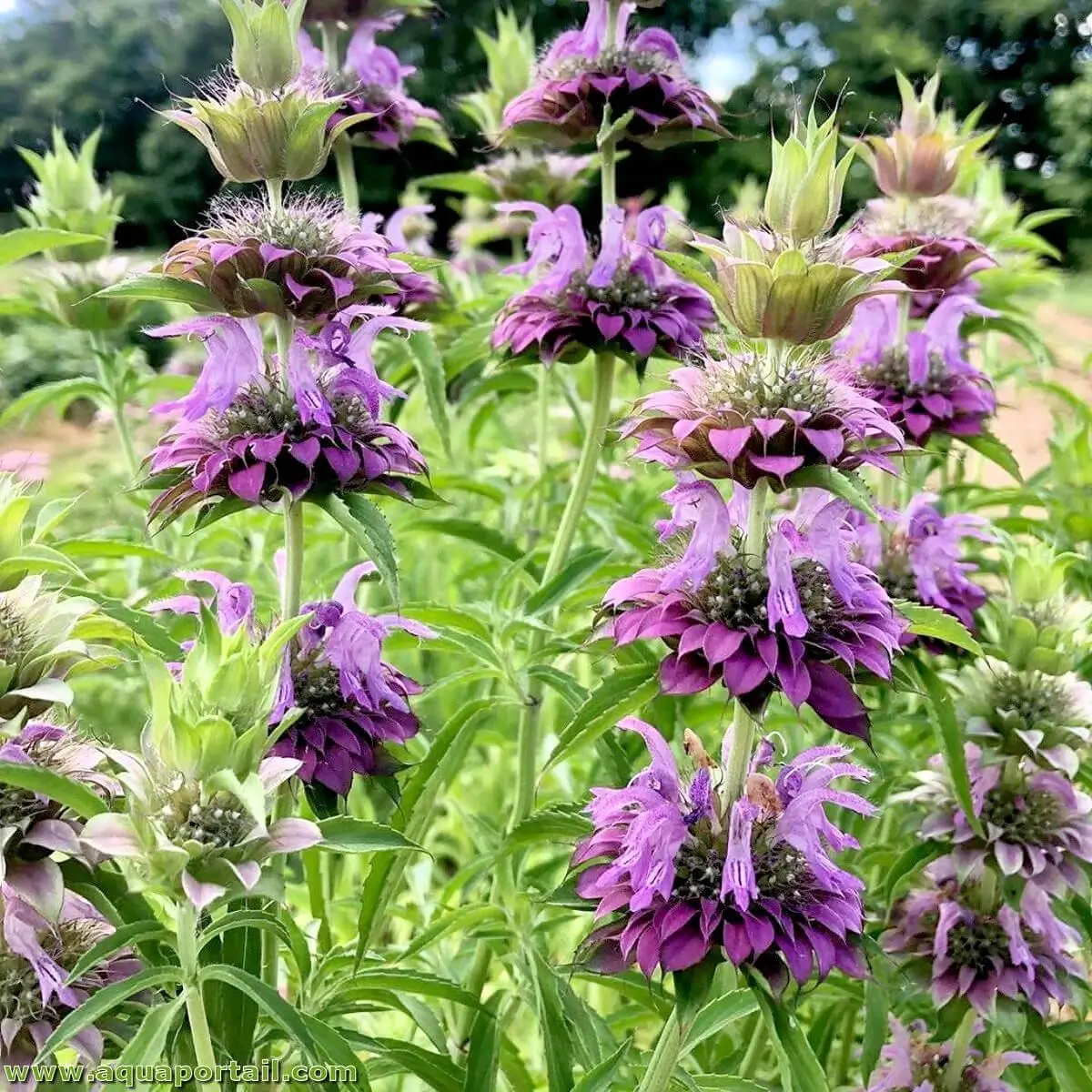 Monarda citriodora (monarde citronnée)