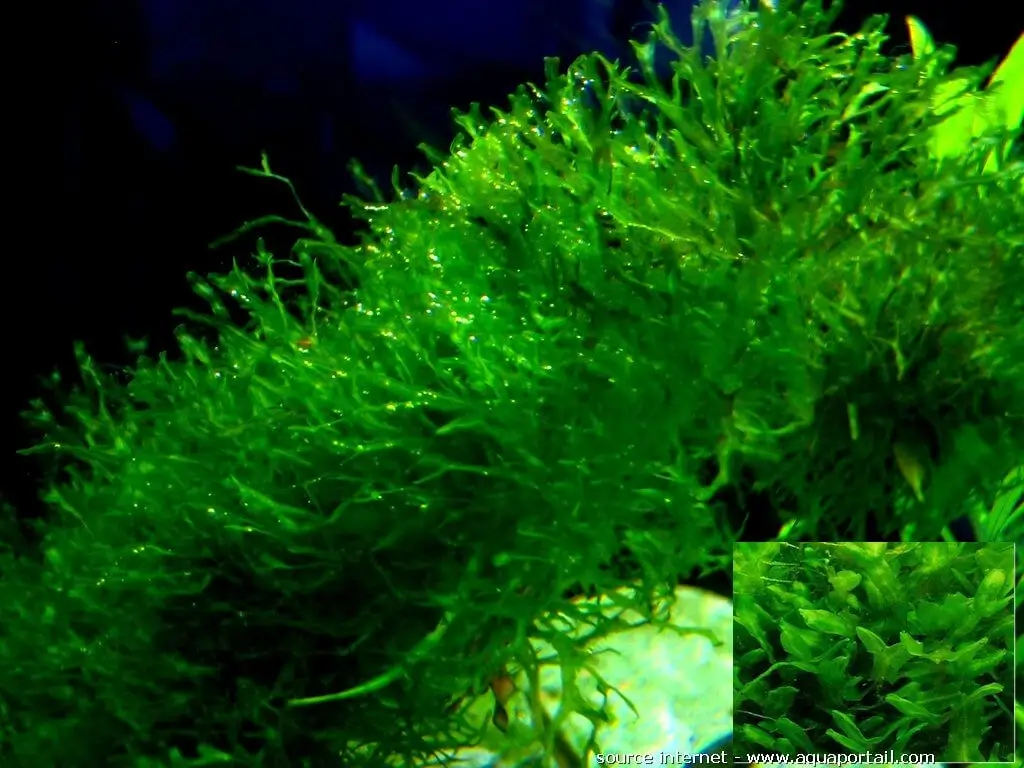 Pellia Monosolenium Tenerum