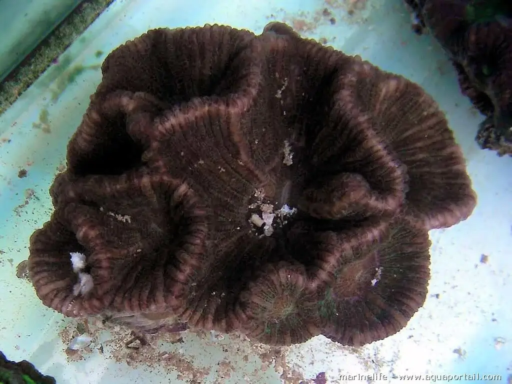 Moseleya latistellata