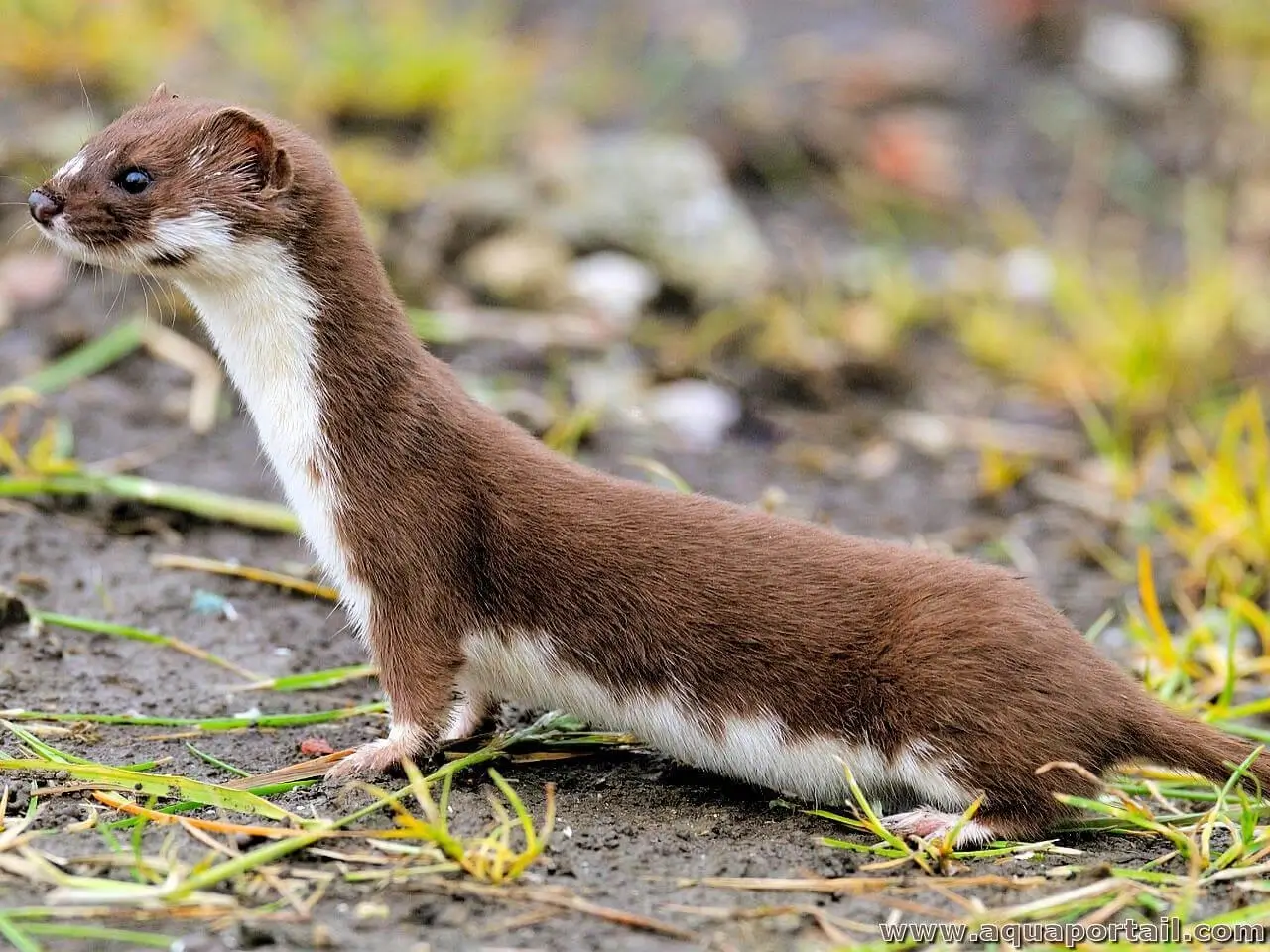 Mustela nivalis (belette)