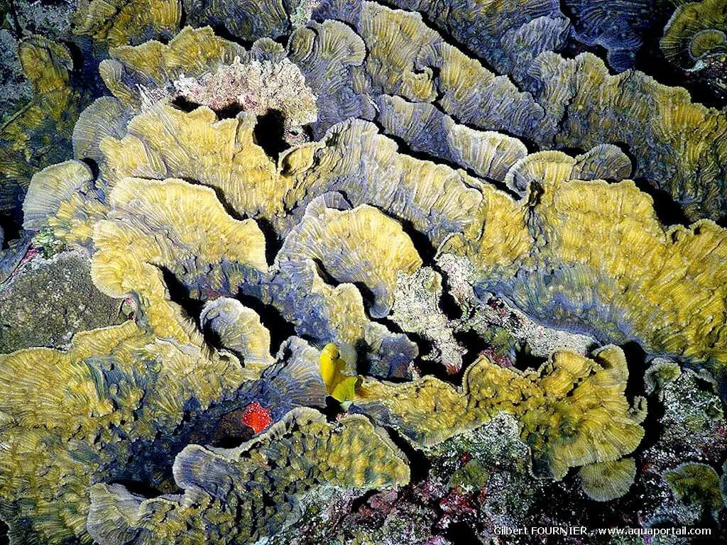 Mycedium elephantotus