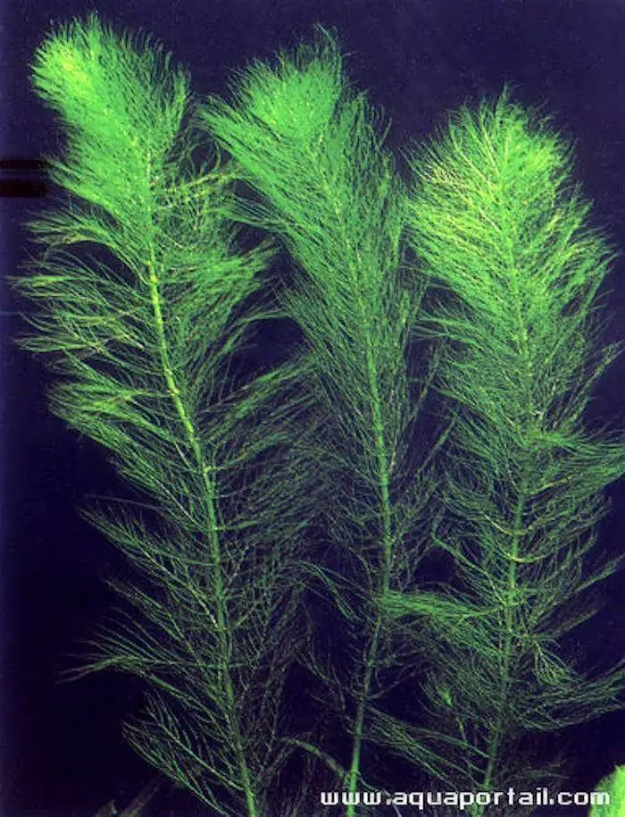 Myriophyllum verticillatum (myriophylle verticillé)