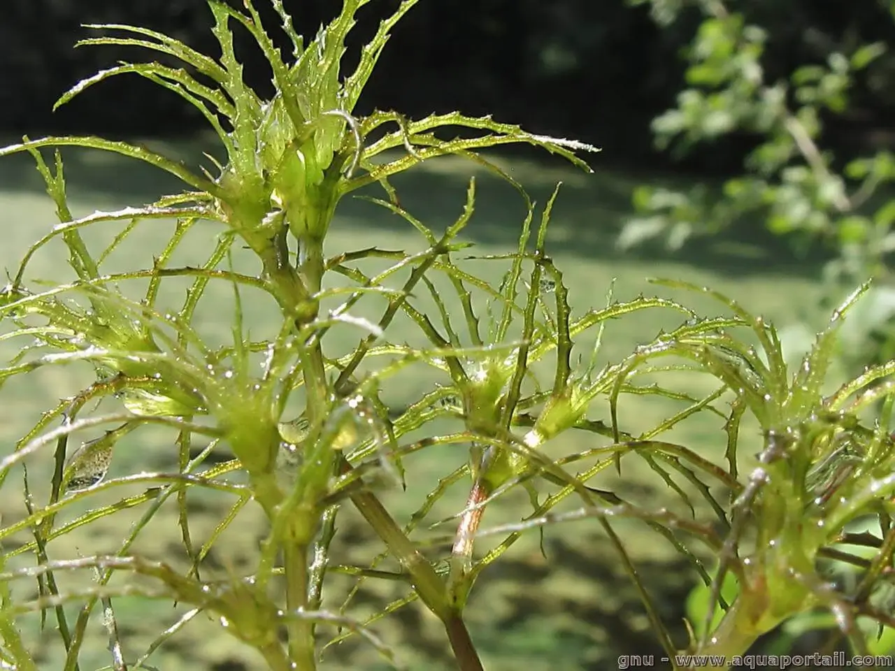 Najas minor (naïade mineure)