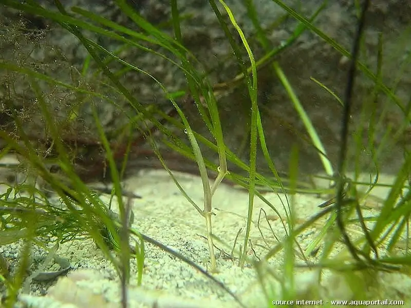 Zostera noltii (zostère naine)